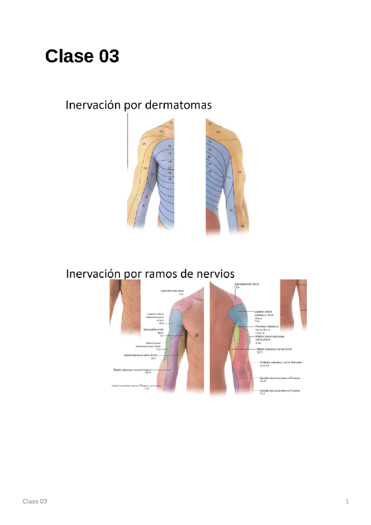 Vasos y nervios del brazo - Clase Arterias Anterior: AXILAR (6 ramas ...
