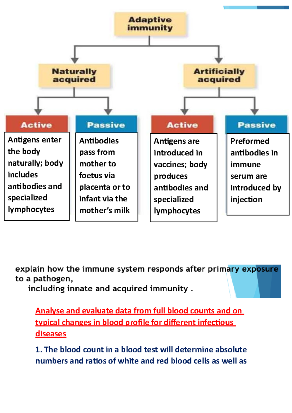 Biology cheat sheet p2 Similar to macrophages found elsewhere in the ...