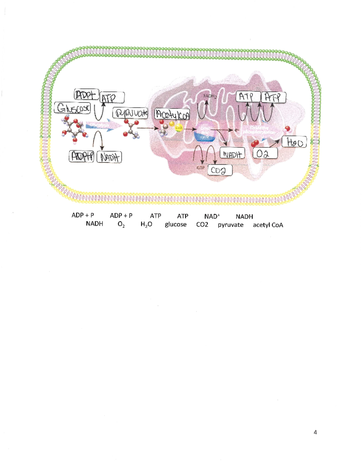 Atp cell - N/A - BIO 111 - Studocu