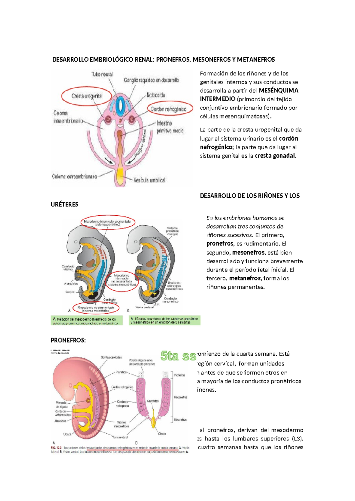 Resumen Embrio Renal - medicina - DESARROLLO EMBRIOLÓGICO RENAL ...