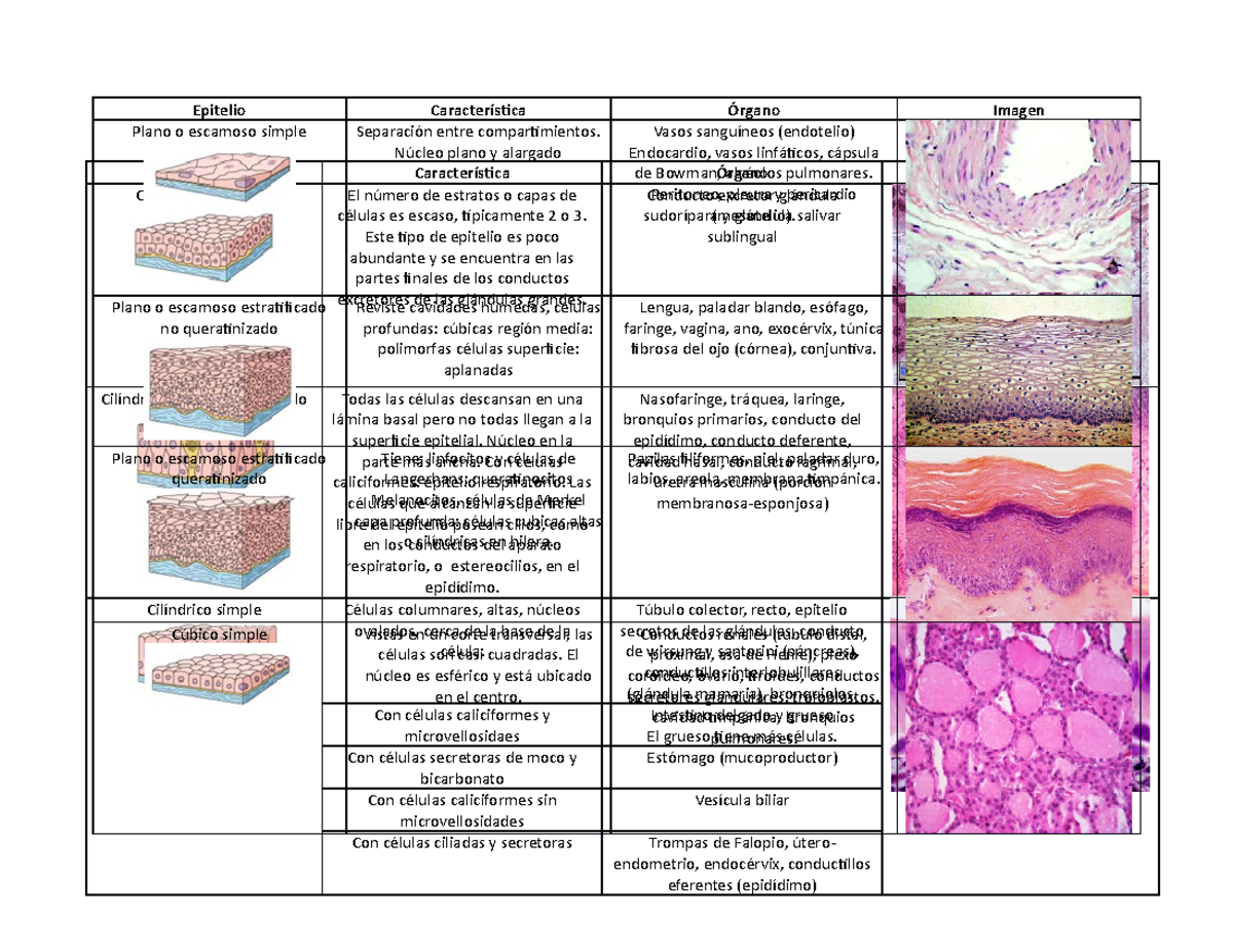 Epitelios - Resumen Fisiopatología Médica General - Epitelio Plano o ...