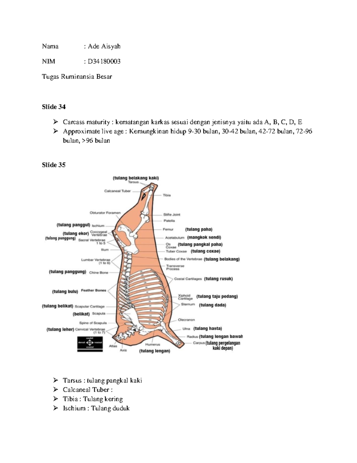 Ade Aisyah D34180003 THT - Nama : Ade Aisyah NIM : D Tugas Ruminansia Besar Slide 34 Carcass ...