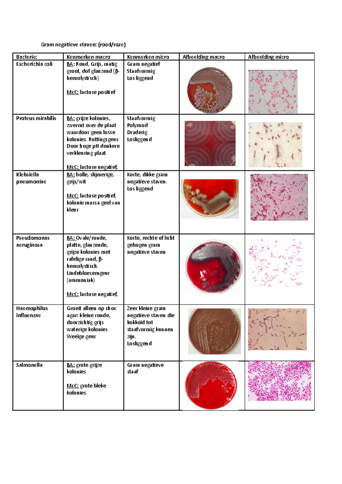 Assessment microbiologie - Gram negatieve staven: (rood/roze) Bacterie ...