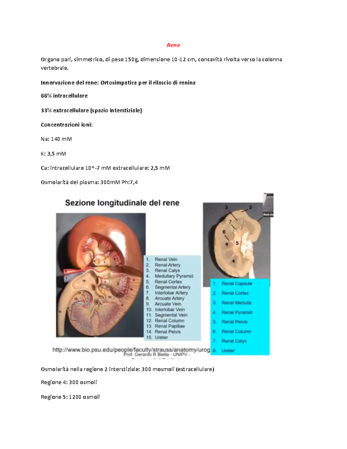 Lez-1 - Lez 1 Fisiologia - Rene Organo pari, simmetrico, di peso 150g ...