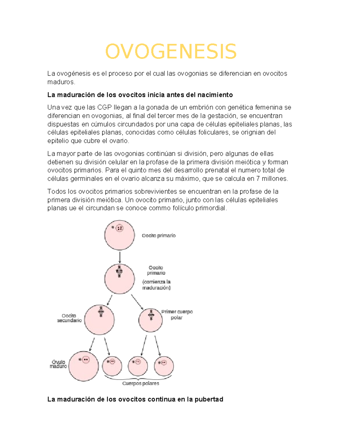 Ovogenesis - OVOGENESIS La ovogénesis es el proceso por el cual las ...