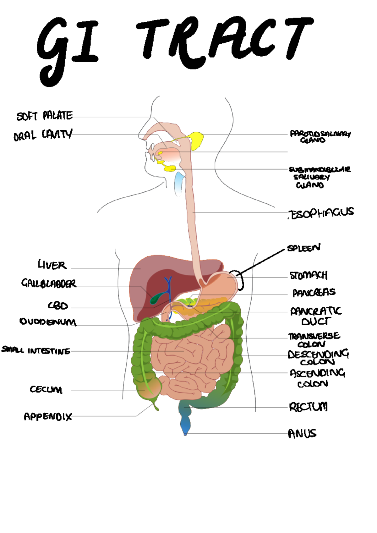 GI tract labelling - PH1401 - Studocu
