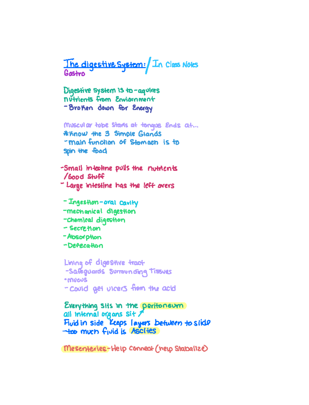 The digestive system - textbook notes - The digestivesystem In ...