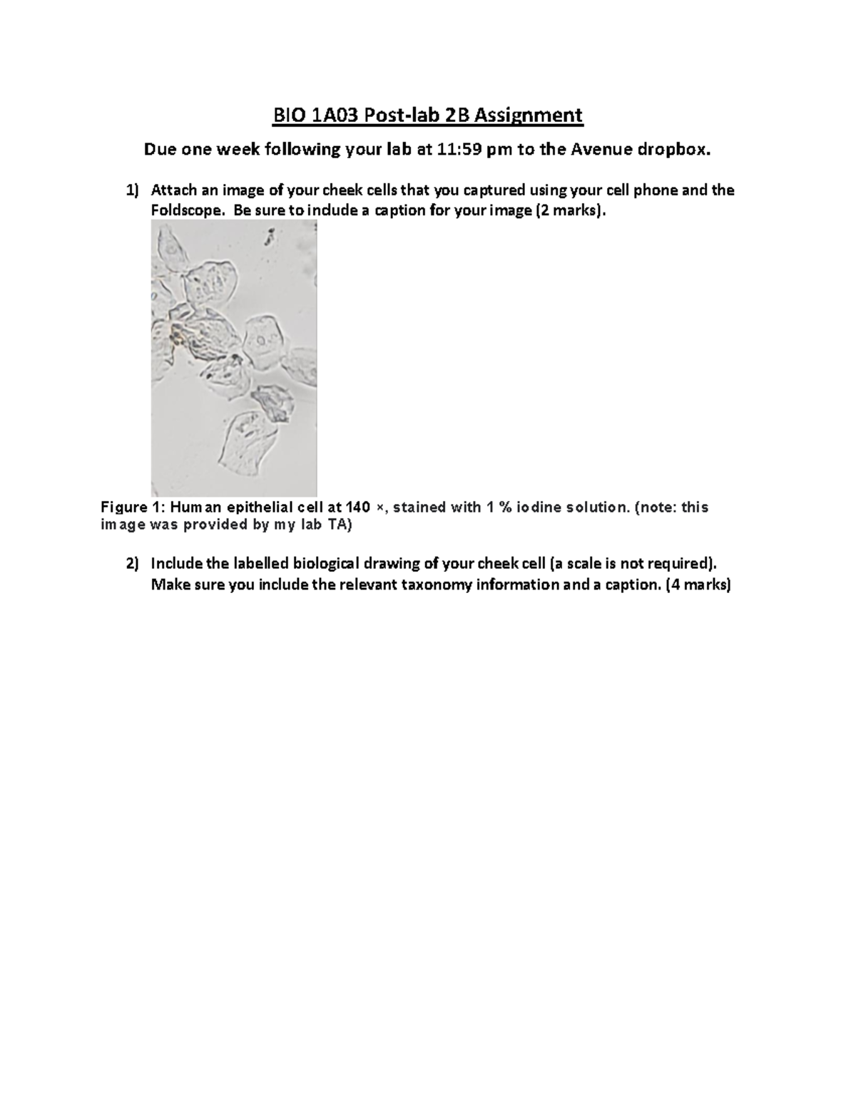 Lab 2 - lab - BIO 1A03 Post-lab 2B Assignment Due one week following ...