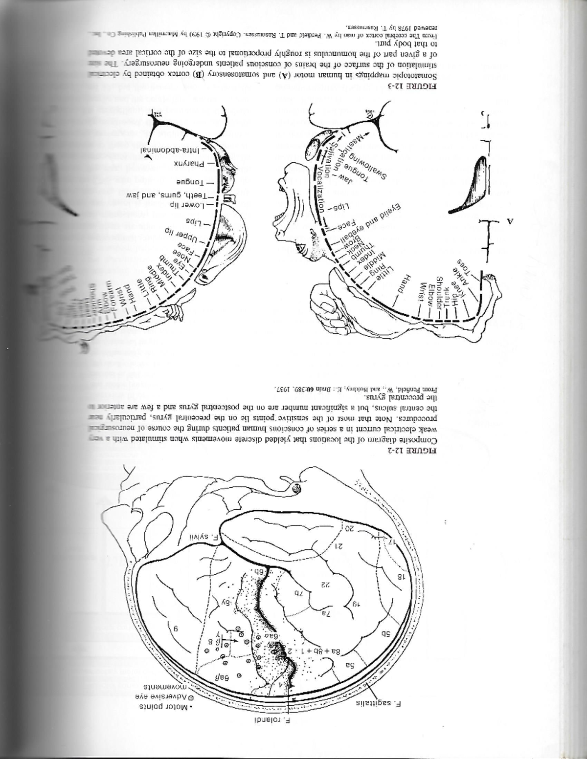 Homunculus - Lecture notes and handout information from PTA 220 class ...