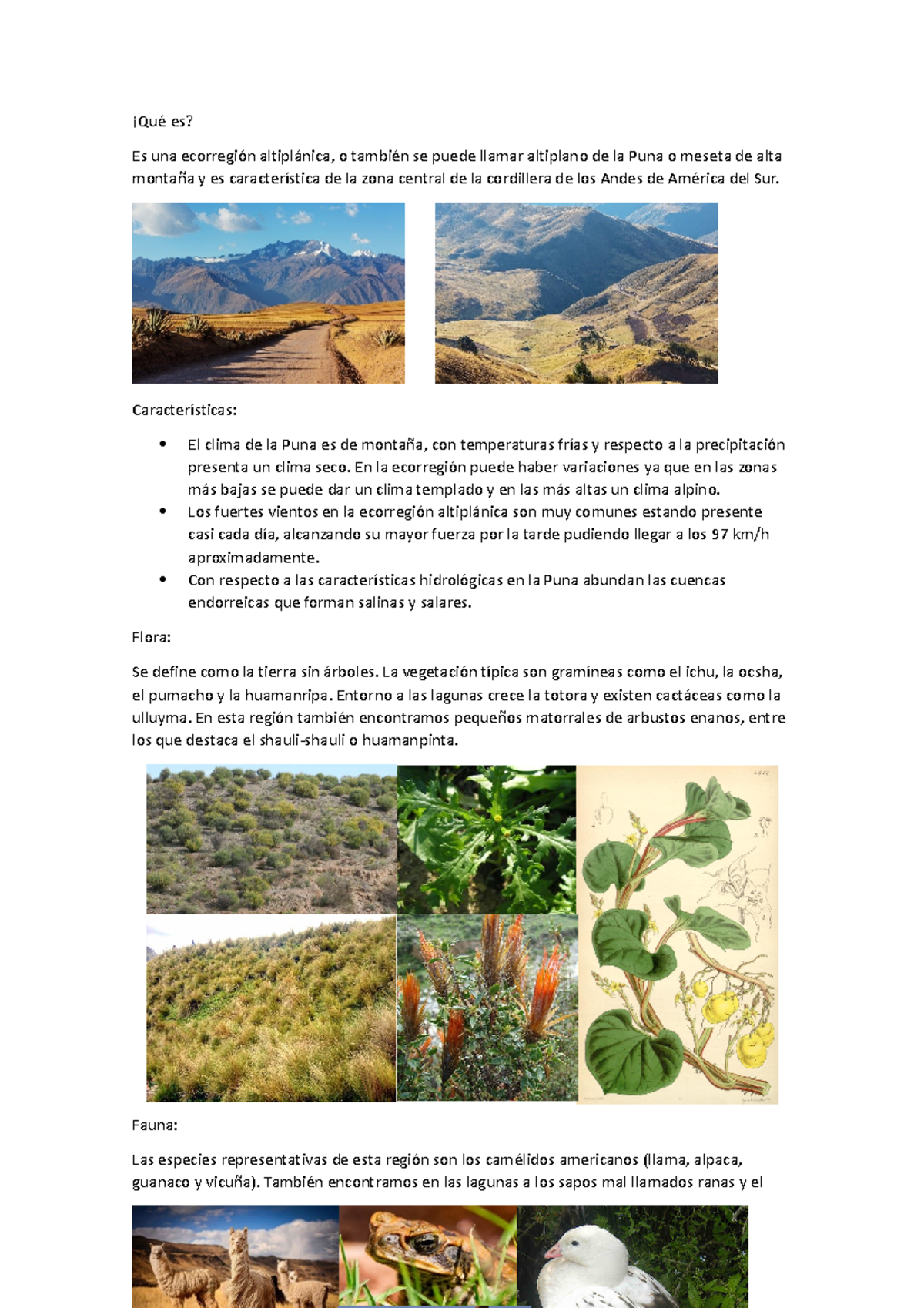 LA PUNA - puna history in the world - ¡Qué es? Es una ecorregión ...