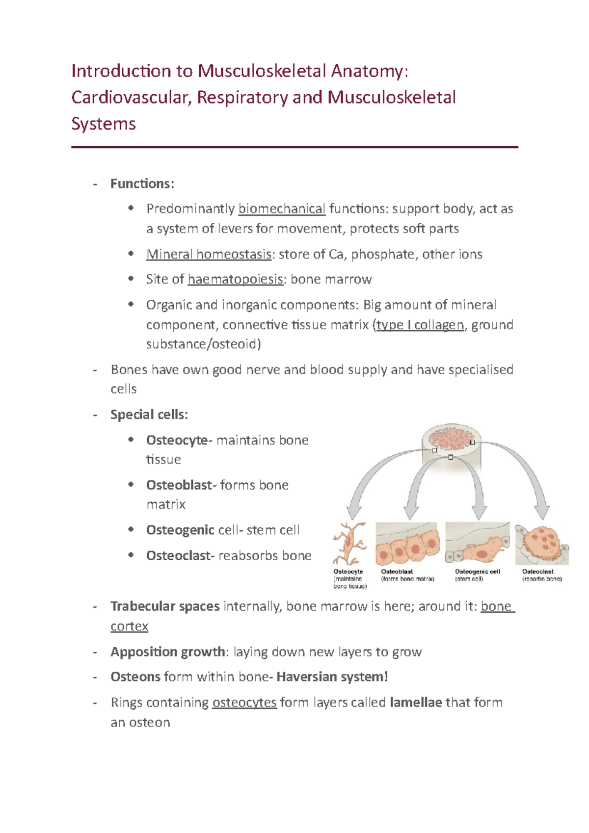 Intro to musculoskeletal anatomy CRM - Introduction to Musculoskeletal ...
