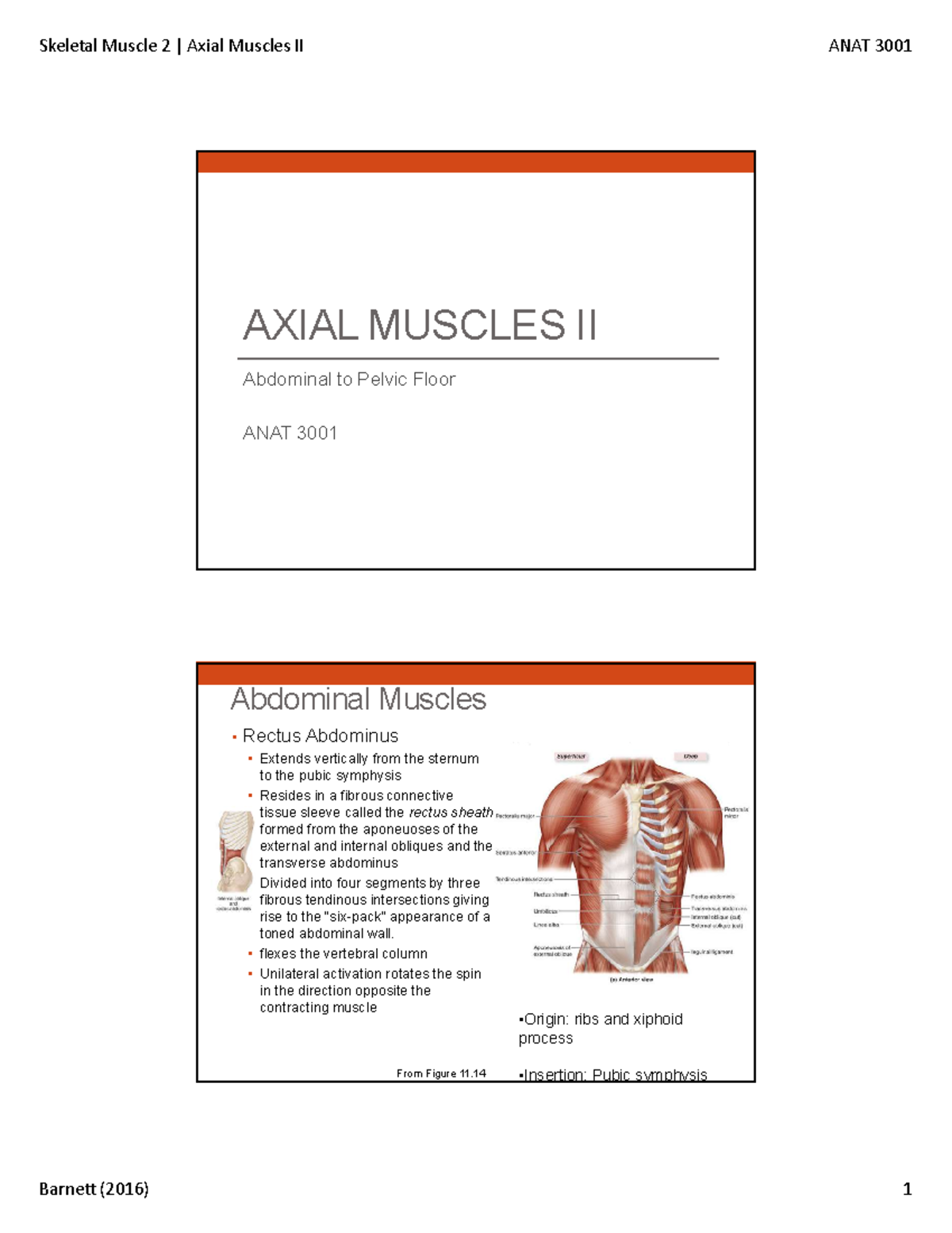 09 Skeletal Muscle 2 Axial Muscles II-F16-2 - Warning: TT: undefined function: 22 AXIAL MUSCLES ...