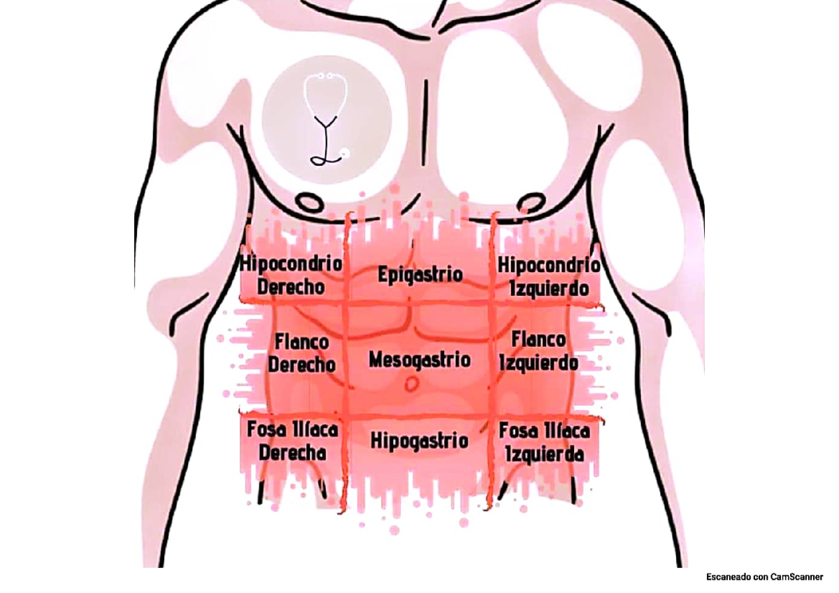 Abdomen y sus cuadrantes - Anatomia general - Studocu