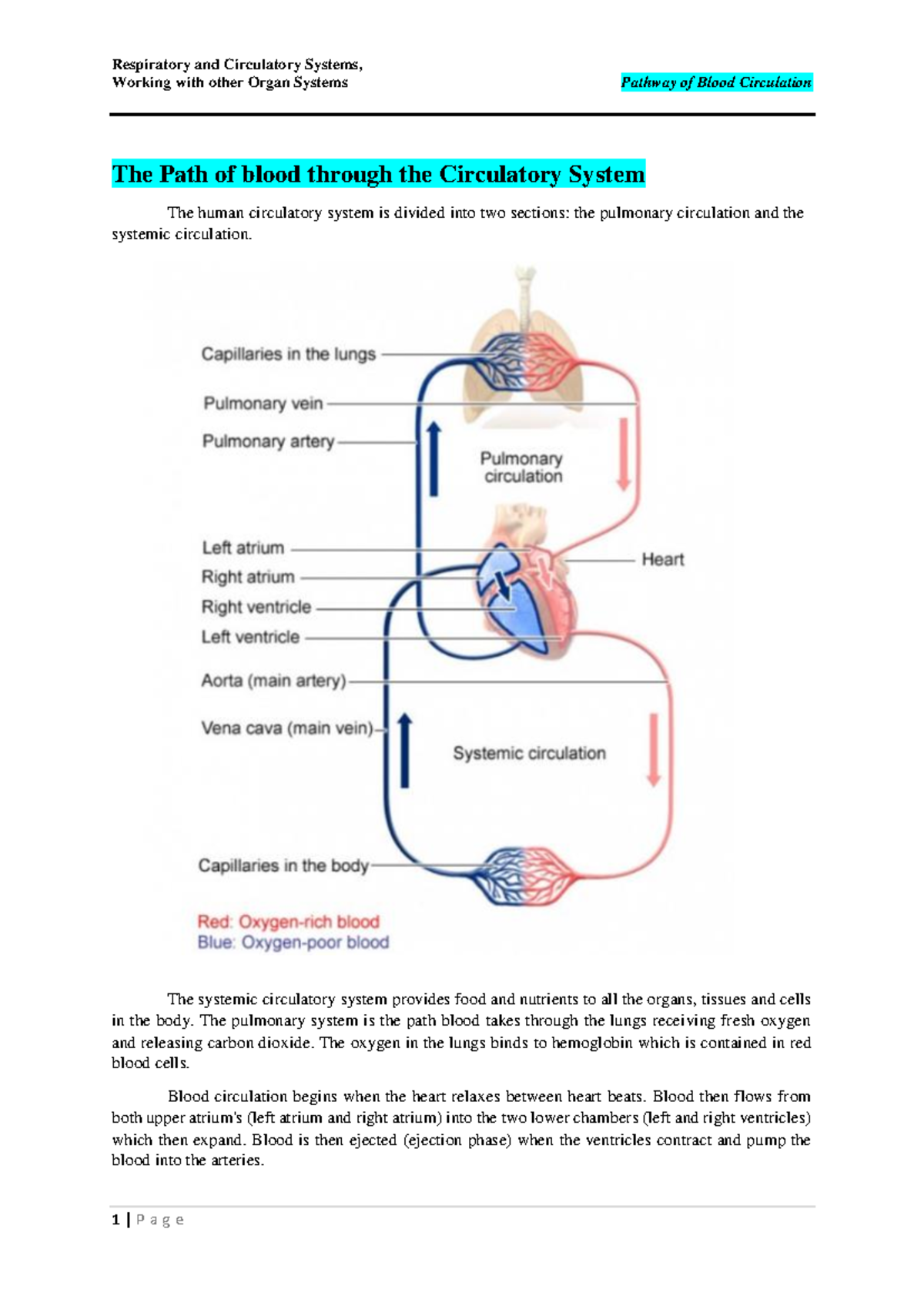 Week 2 (Pathway of Blood Circulation) - Working with other Organ Systems Pathway of Blood - Studocu