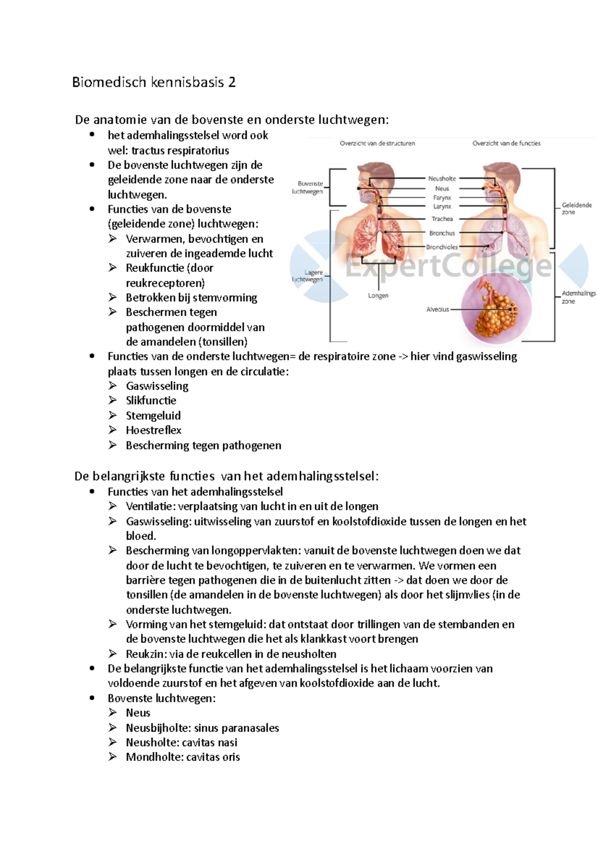 Biomedisch kennisbasis 2 - Functies van de bovenste (geleidende zone ...
