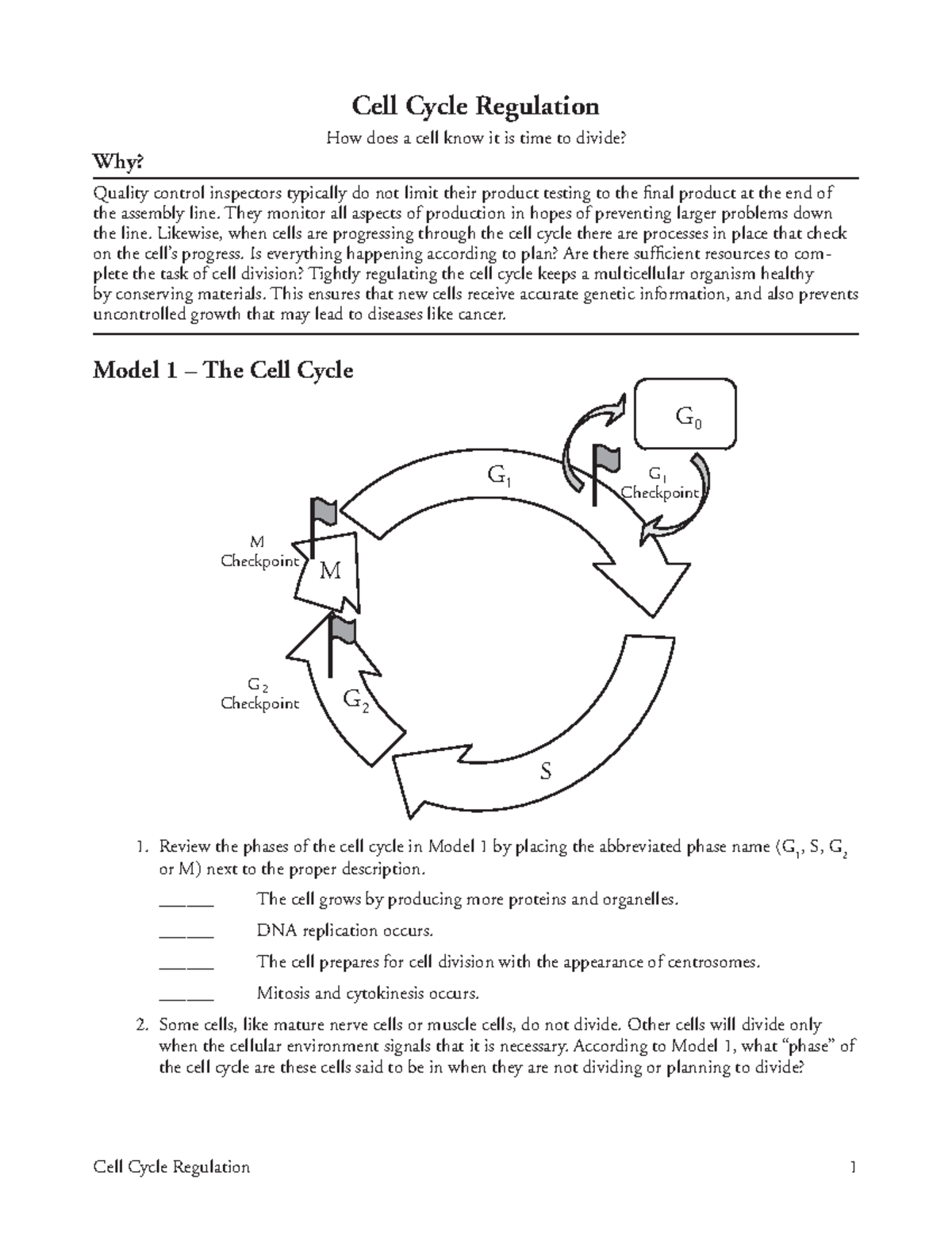 _18_cell_cycle_regulation_Pogil.pdf - Cell Cycle Regulation 1 Cell ...
