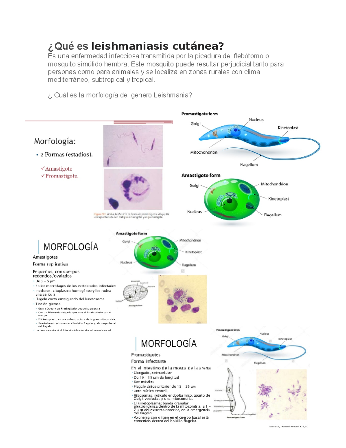 Qué es leishmaniasis cutánea - ¿Qué es leishmaniasis cutánea? Es una ...