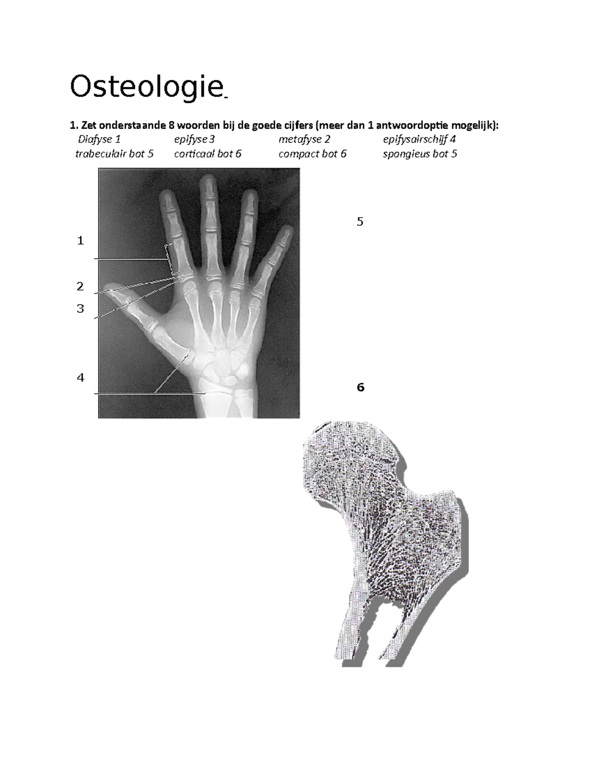 OWL osteologie - Uitwerking van OWL - Osteologie - Diafyse 1 epifyse 3 ...