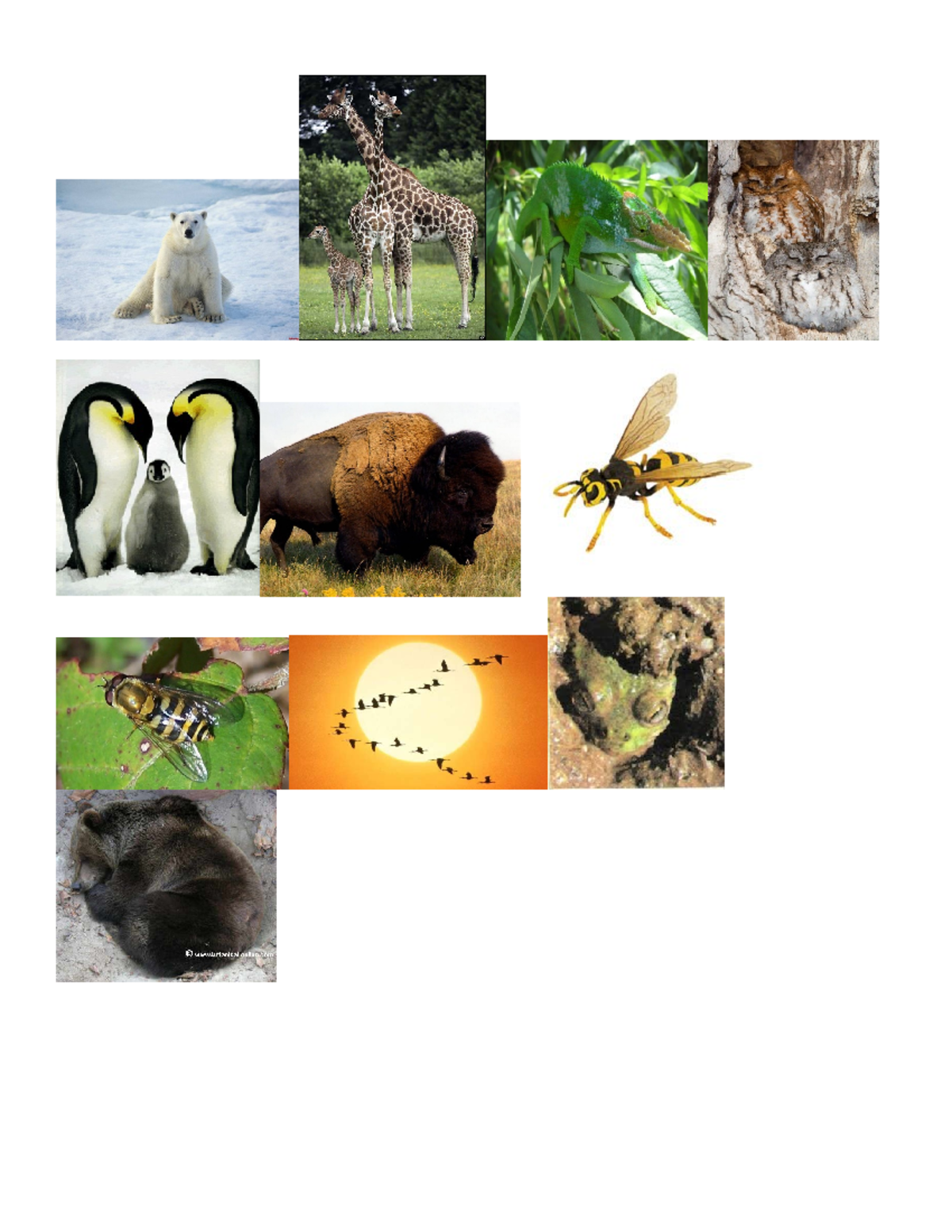 Adaptaciones Morfológicas imagenes - La materia y sus interacciones - m ...