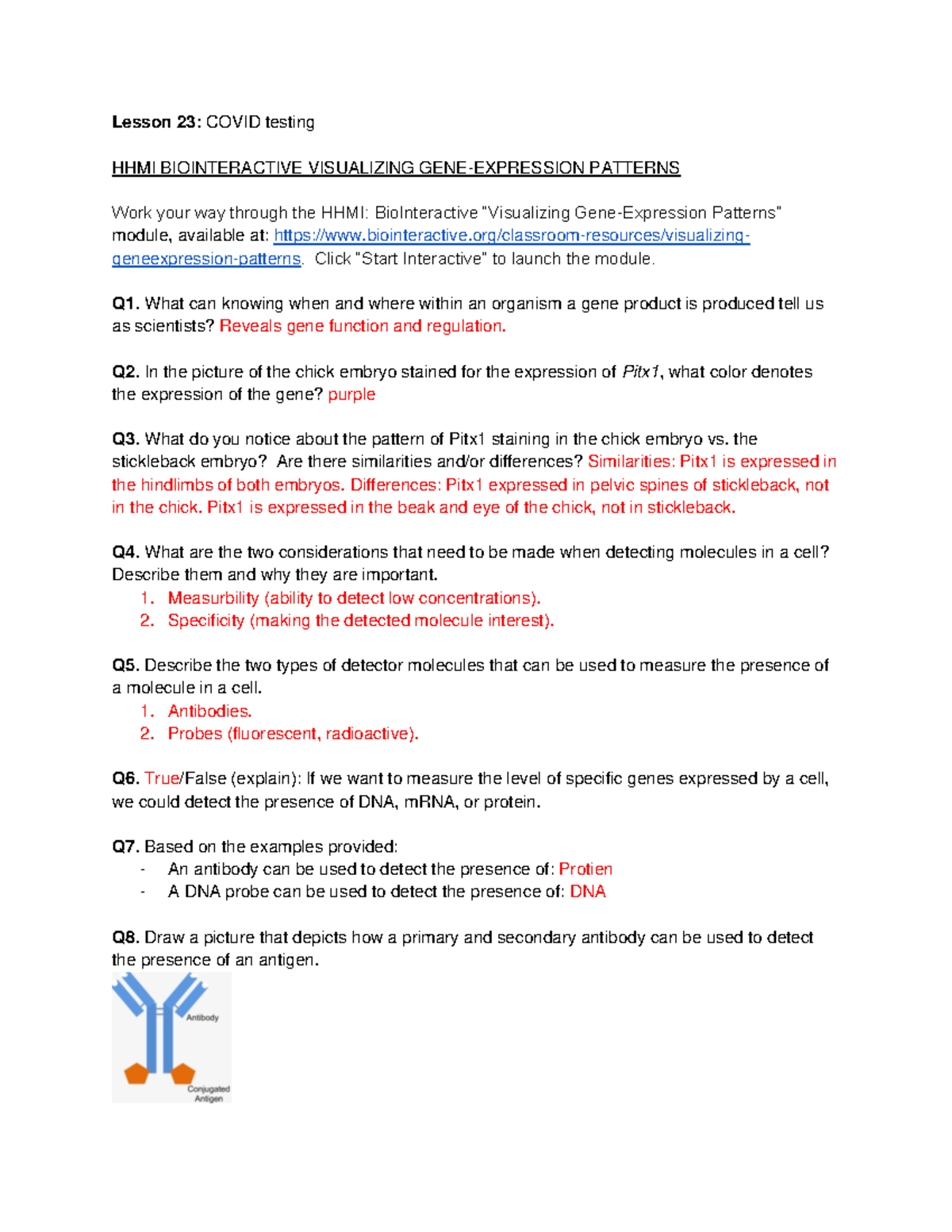 Lesson 23 GRQ - Lesson 23 : COVID testing HHMI BIOINTERACTIVE ...