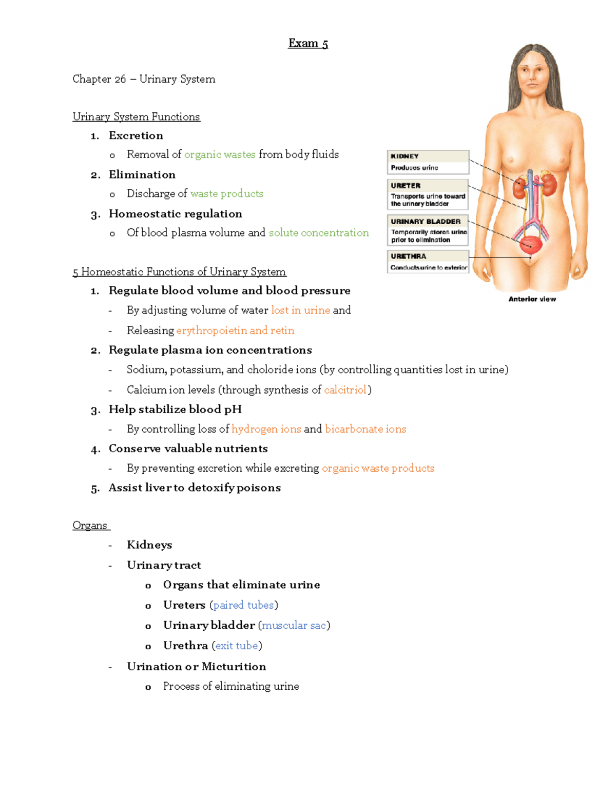 Exam 5 Chapter 26docx - Exam 5 Chapter 26 Urinary System Urinary System ...