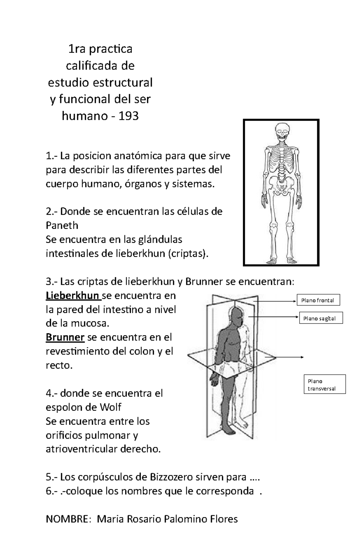 1ra practica calificada de anatomia 193 - 1ra practica calificada de estudio estructural y ...