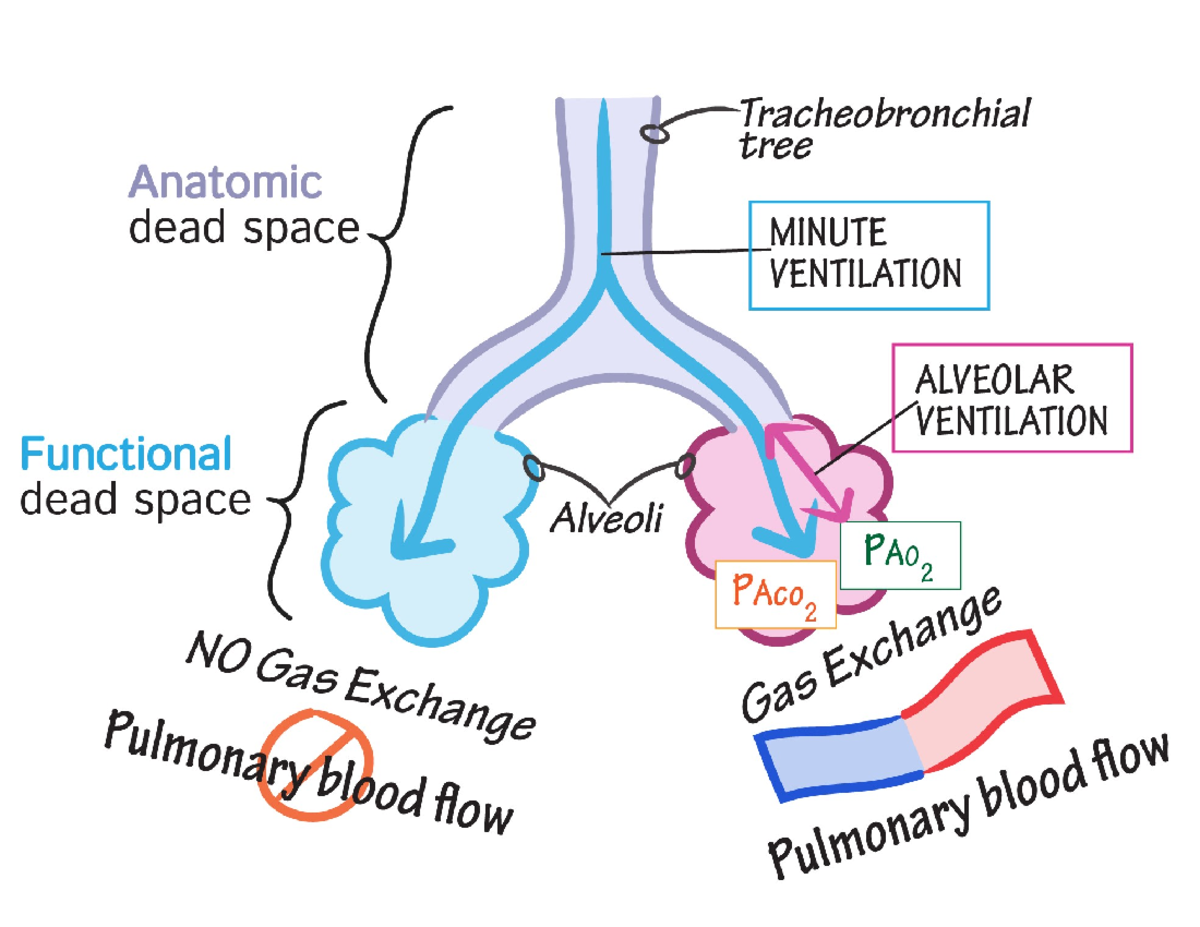 Physiologic dead space - NURS204 - Tracheobronchial tree Anatomic dead ...