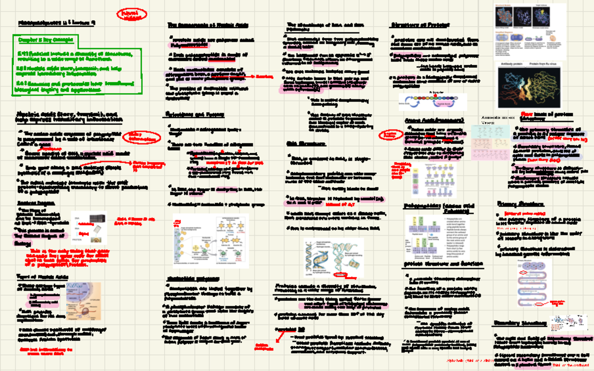 Macromolecules II - Polypeptide Ammeaba sisters Videos They are going ...