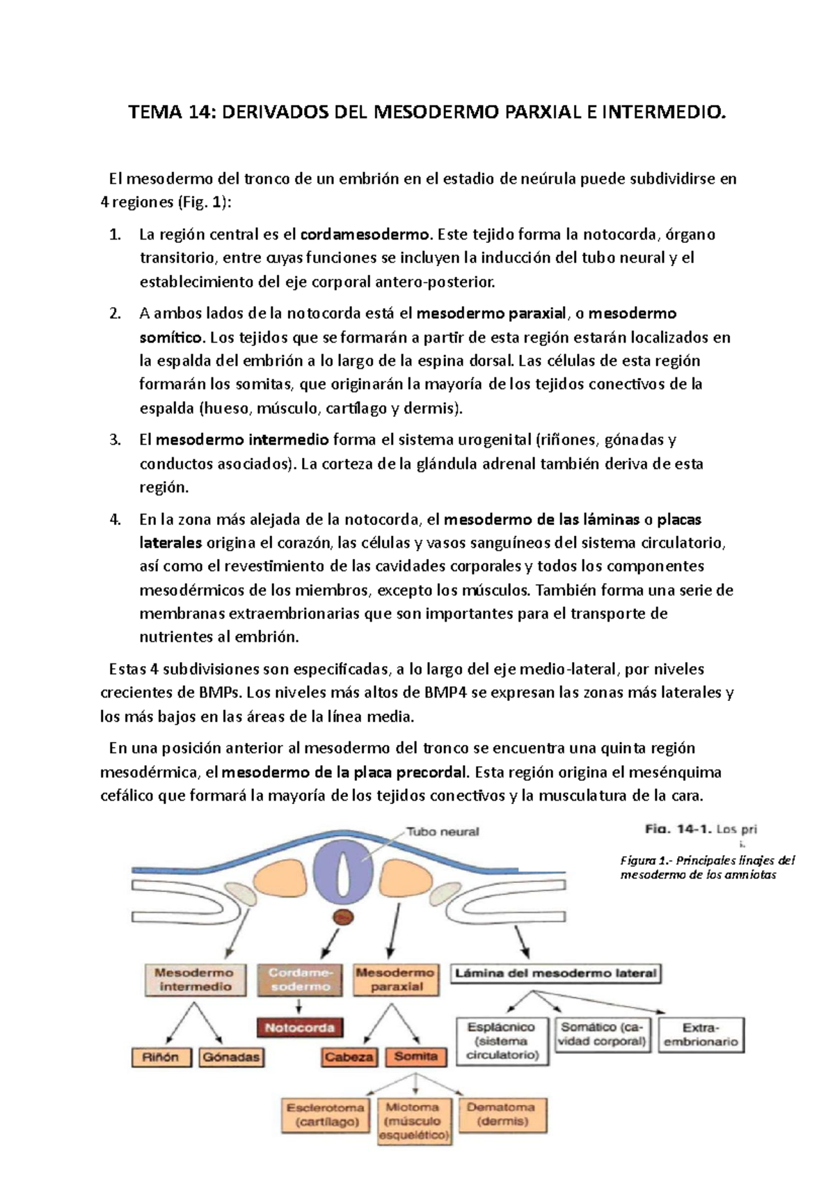Lección Tema 14 - apuntes - TEMA 14: DERIVADOS DEL MESODERMO PARXIAL E ...