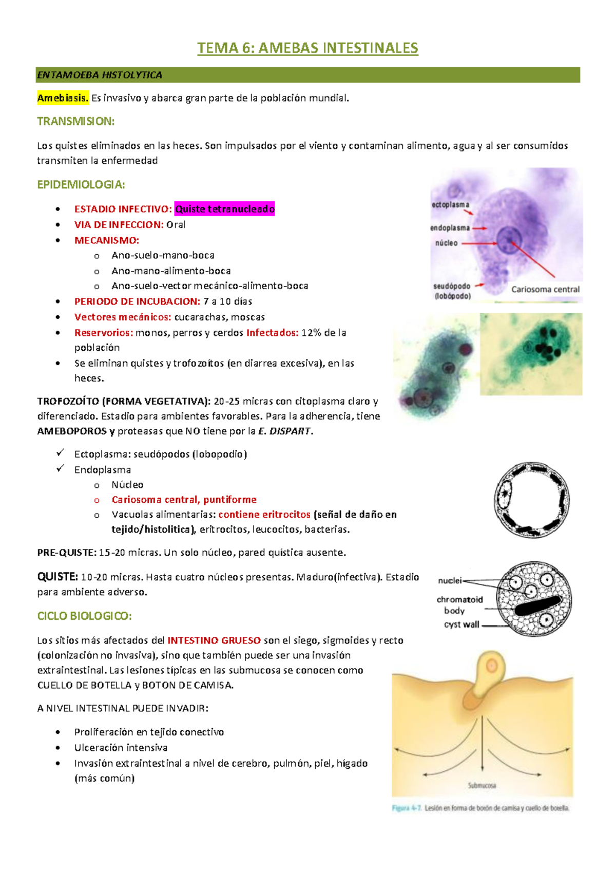 TEMA 6 Amebas Intestinales - TEMA 6: AMEBAS INTESTINALES ENTAMOEBA ...