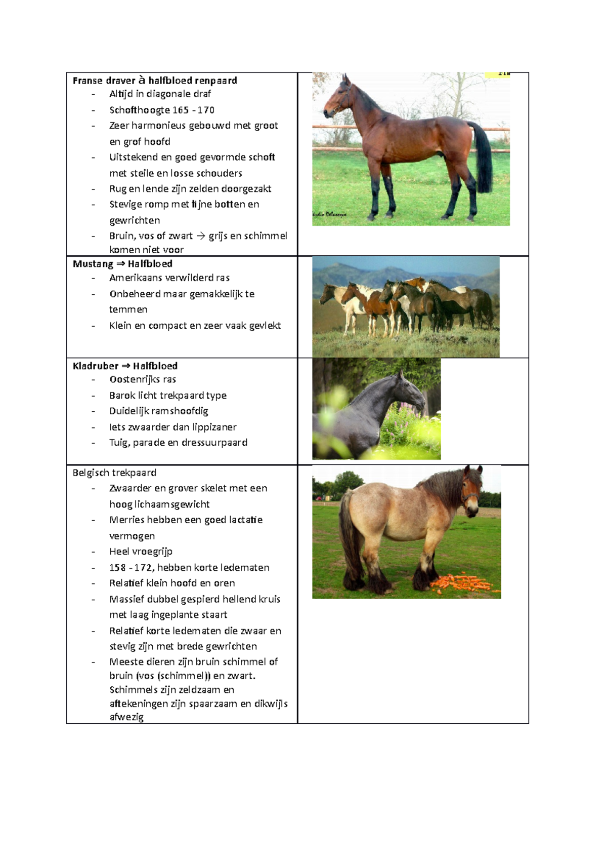 Rassen paard varken en konijn fc - Franse draver à halfbloed renpaard ...