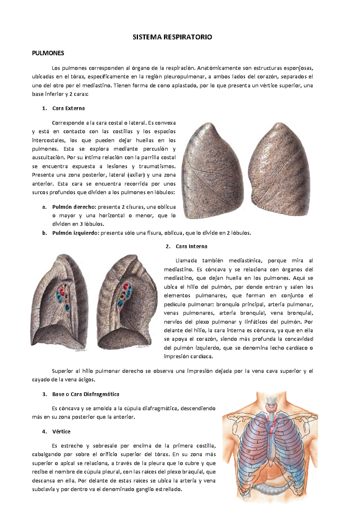 14. Sistema Respiratorio Pulmones - SISTEMA RESPIRATORIO PULMONES Los ...
