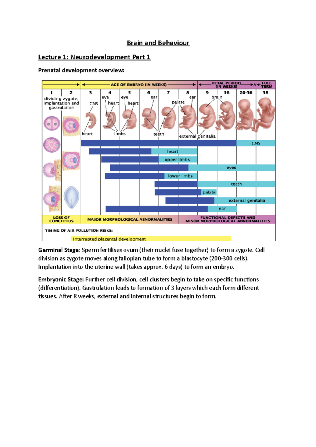 Bn B L1 Neurodevelopment Part 1 - Brain and Behaviour Lecture 1 ...