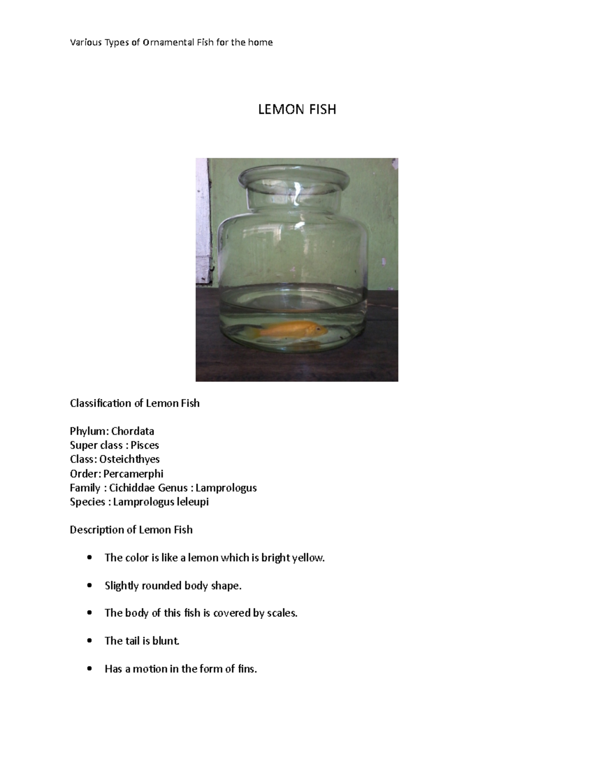 Various Types of Ornamental Fish for the home - LEMON FISH ...