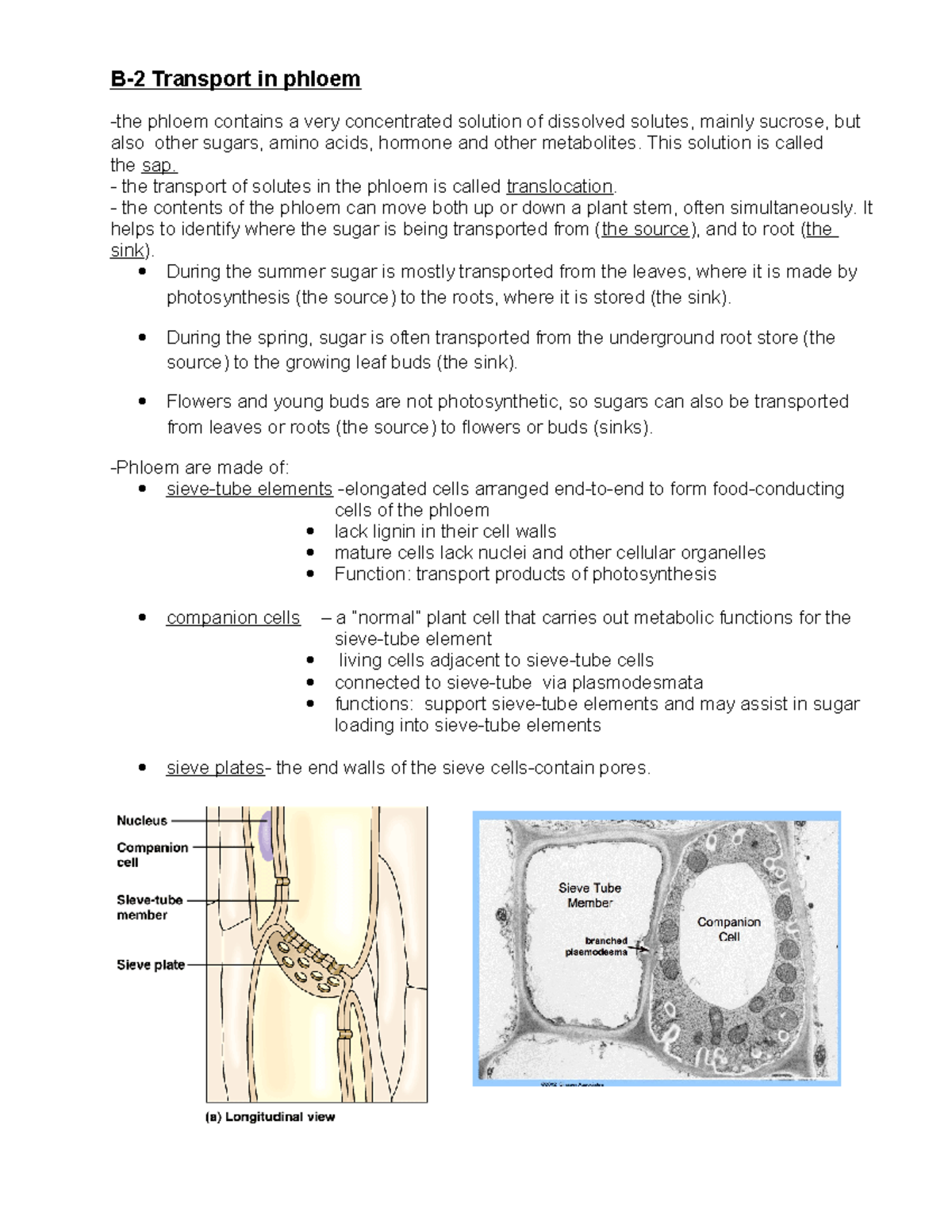 B-2 Transport in phloem - This solution is called the sap. the ...