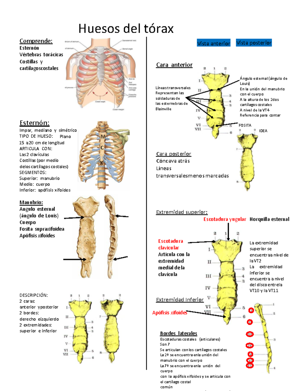 Huesos DEL Torax IH - Resumen Anatomia Humana - Huesos del tórax ...