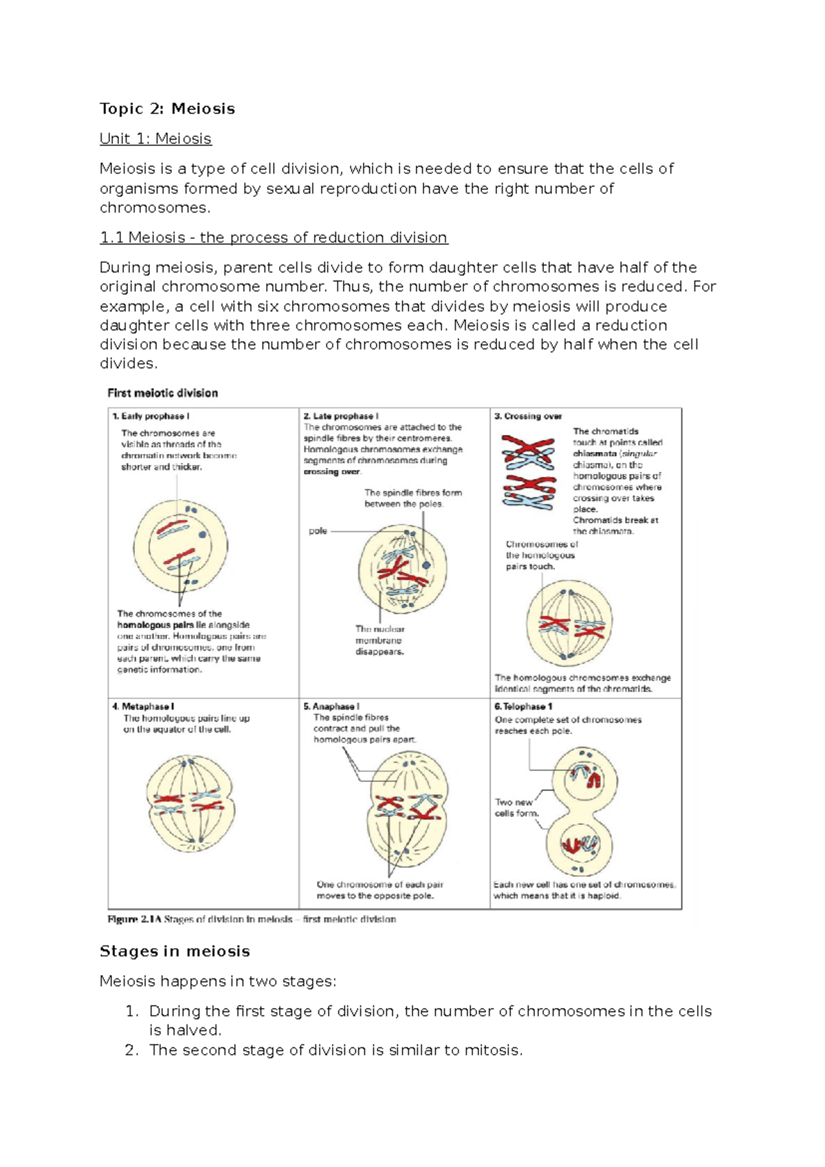 Biology - topic 2 meiosis - Topic 2: Meiosis Unit 1: Meiosis Meiosis is ...