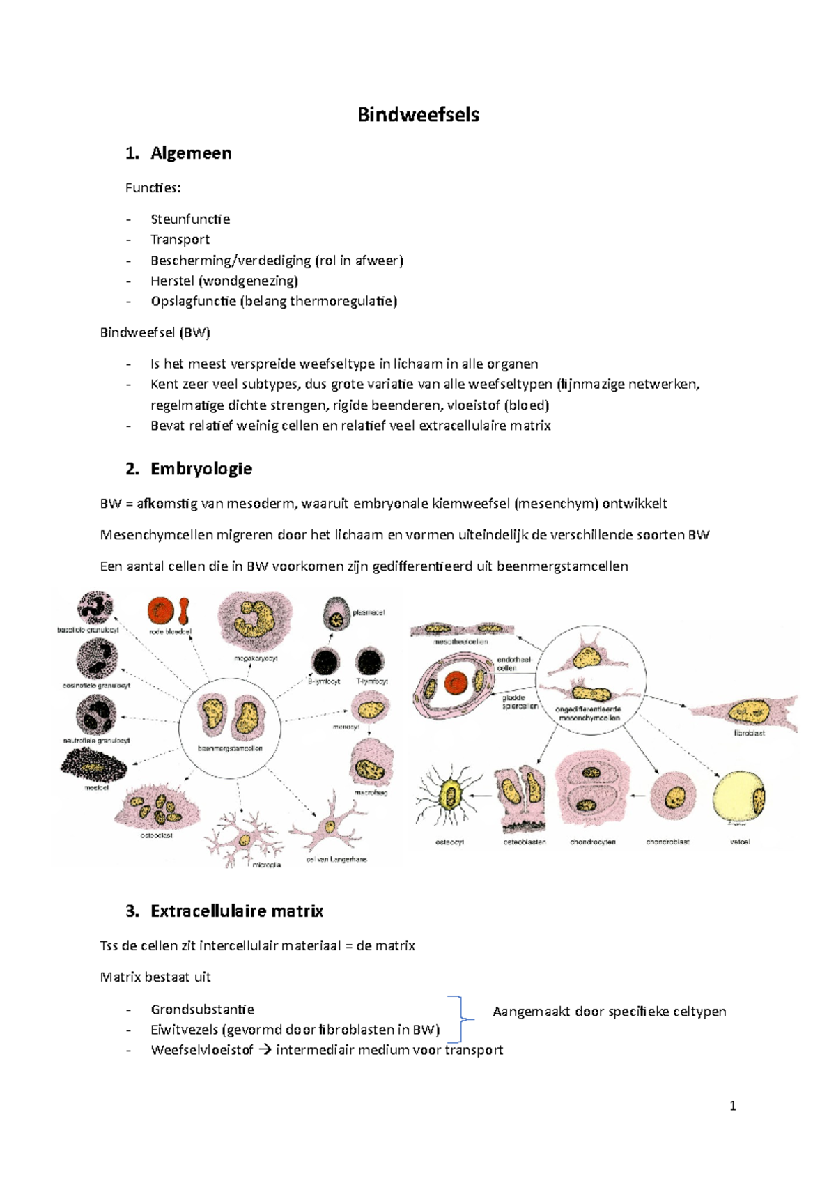 Bindweefsel - Bindweefsels 1. Algemeen Functies: Steunfunctie Transport ...