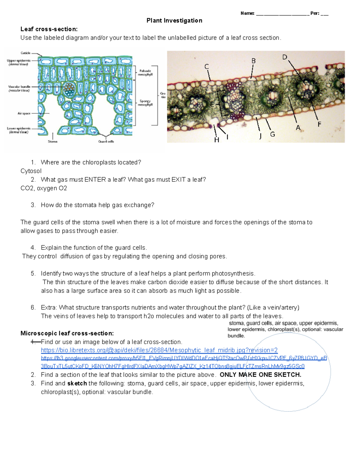 Plant Investigation and Leaf Cross-Section Analysis - Name ...