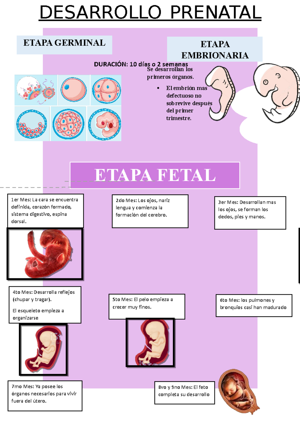 Infografia prenatal - ETAPA GERMINAL ETAPA EMBRIONARIA DESARROLLO ...