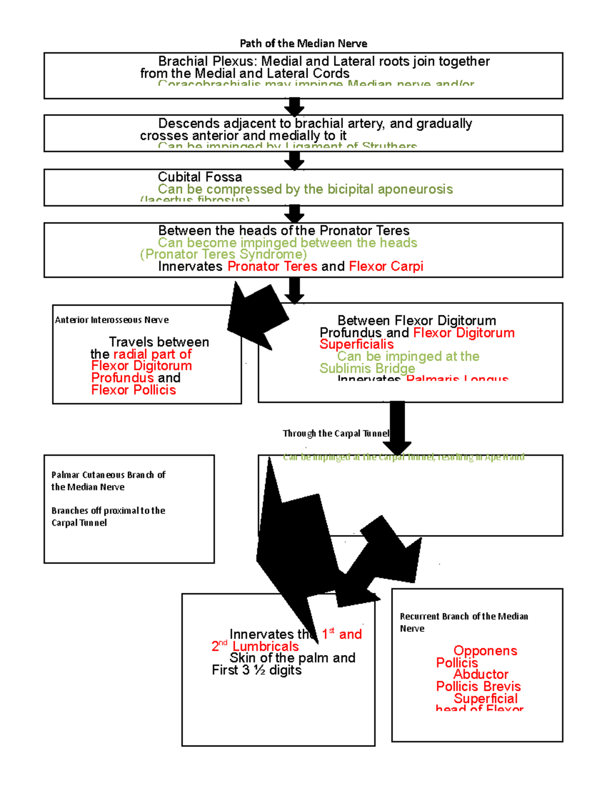 Median Nerve pathway - Path of the Median Nerve Brachial Plexus: Medial ...