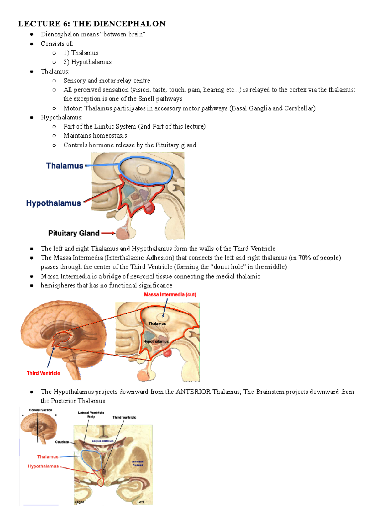 HMB320 Notes - Google Docs - LECTURE 6: THE DIENCEPHALON Diencephalon ...