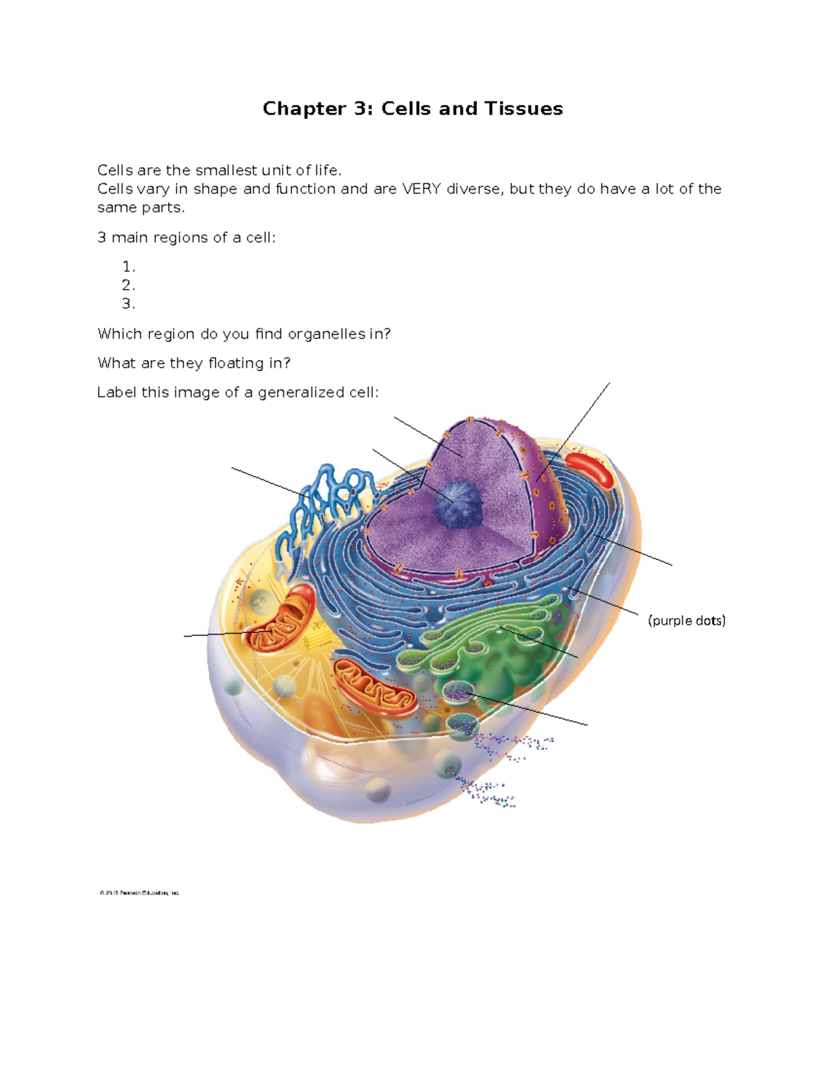 Chapter 3 Study Guide - Chapter 3: Cells and Tissues Cells are the ...