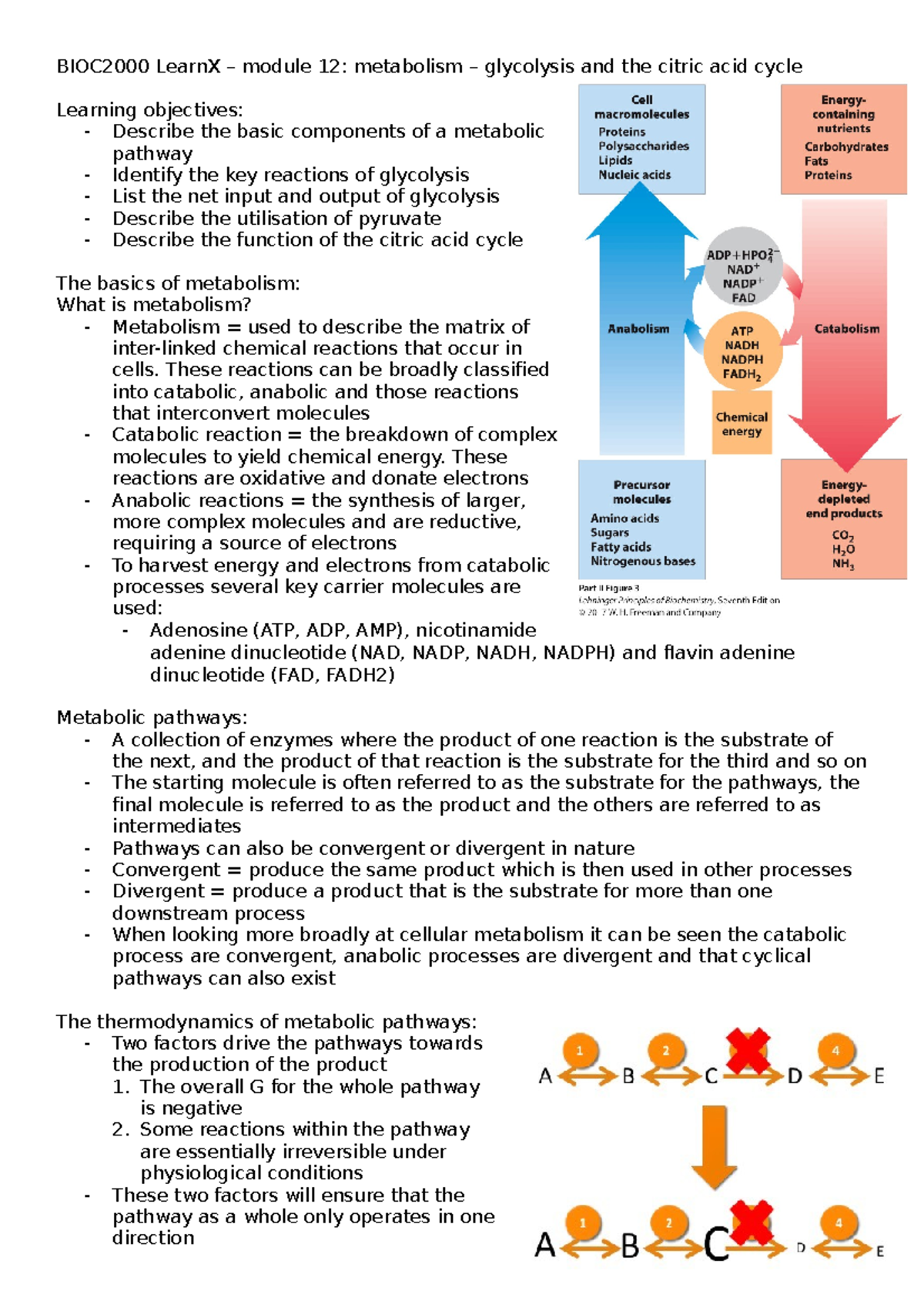 BIOC2000 Learn X - module 12 - BIOC2000 LearnX – module 12: metabolism – glycolysis and the ...