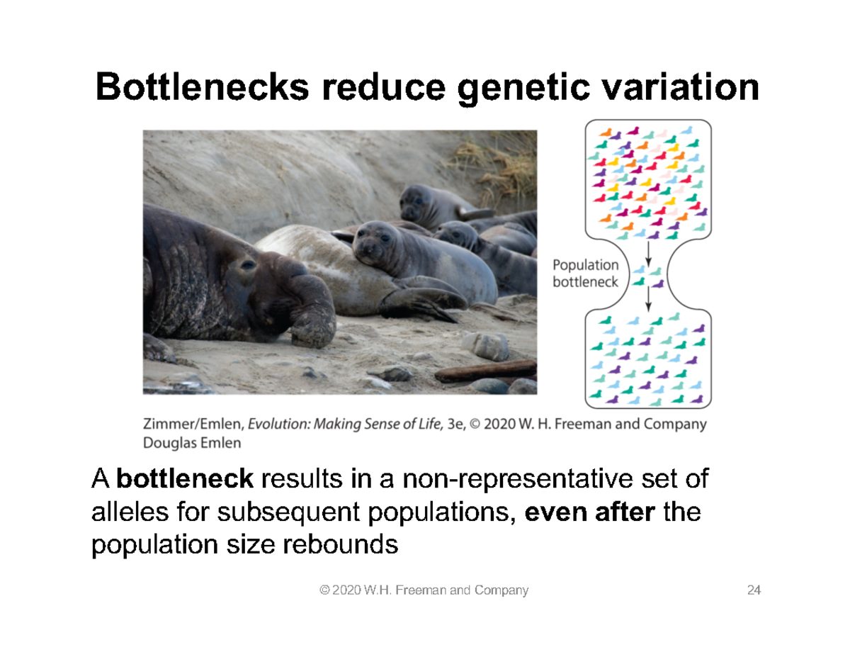 Eigth lecture - Bottlenecks reduce genetic variation A bottleneck ...
