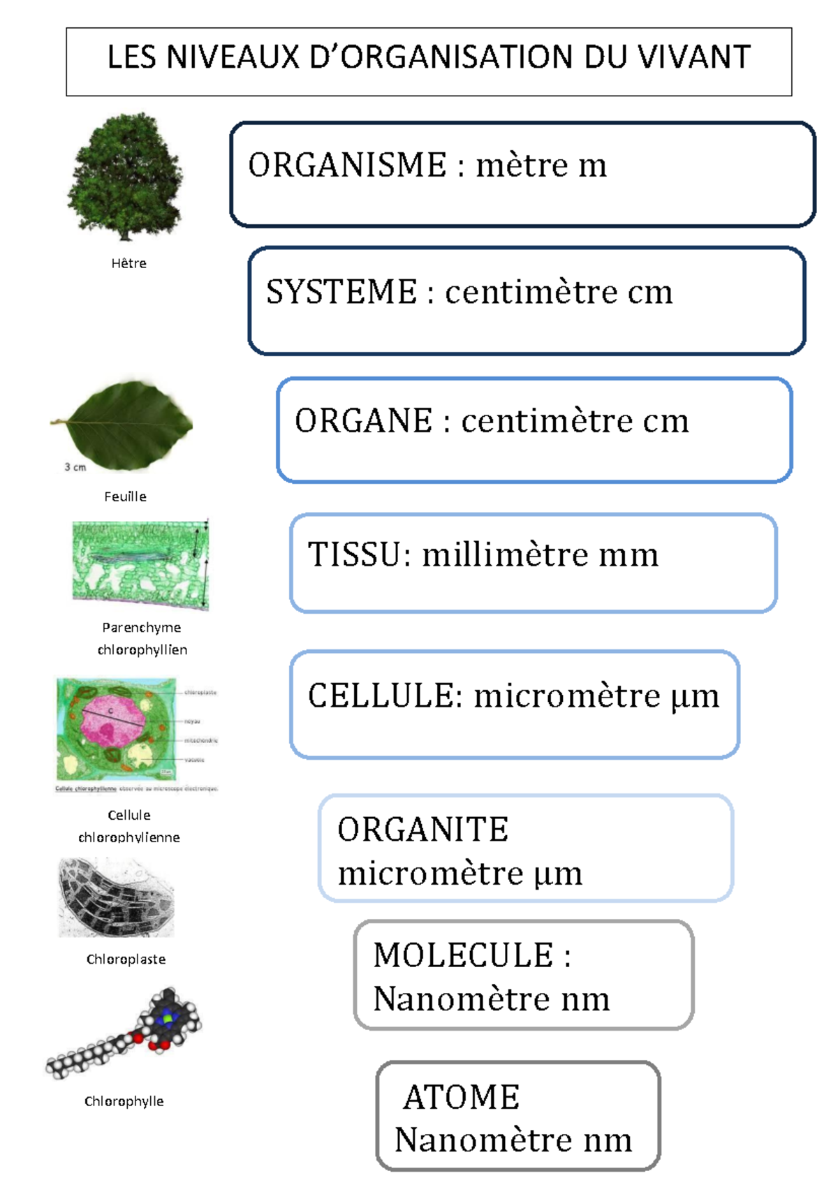 Revsion Affiche organisation du vivant - Sciences de la vie et de la ...