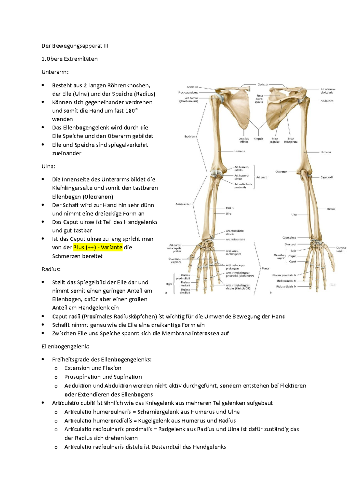 Der Bewegungsapparat IIII - Reihe der Handknochen) Ein funktionelles ...