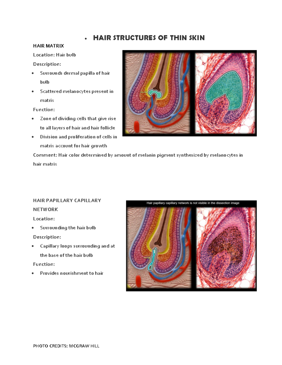 HAIR- Structure Accessory- Structure-OF-SKIN - HAIR STRUCTURES OF THIN ...