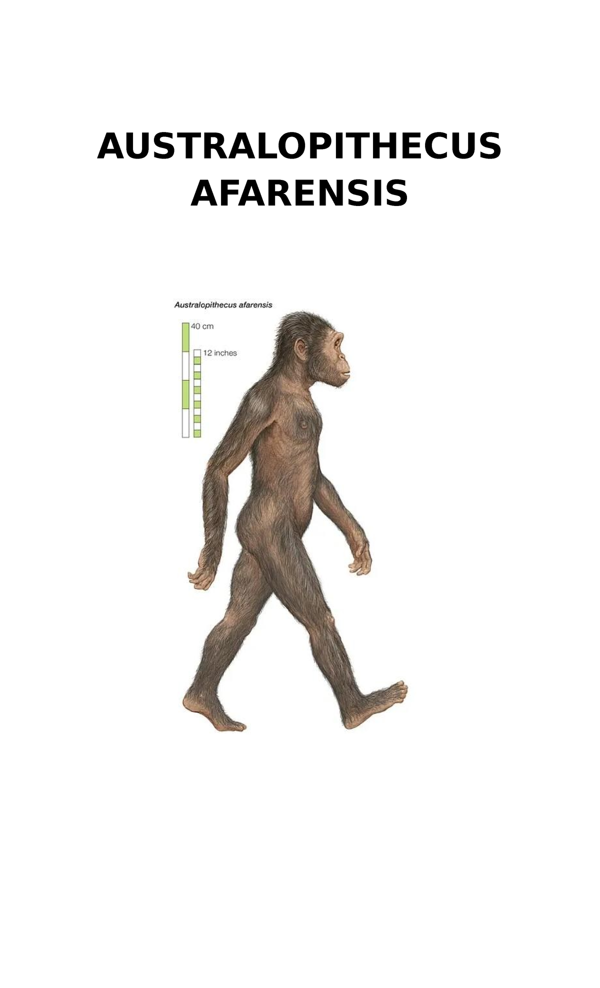 Human Lineage - Bachelor of science in education - AUSTRALOPITHECUS AFARENSIS HOMO HABILIS HOMO ...