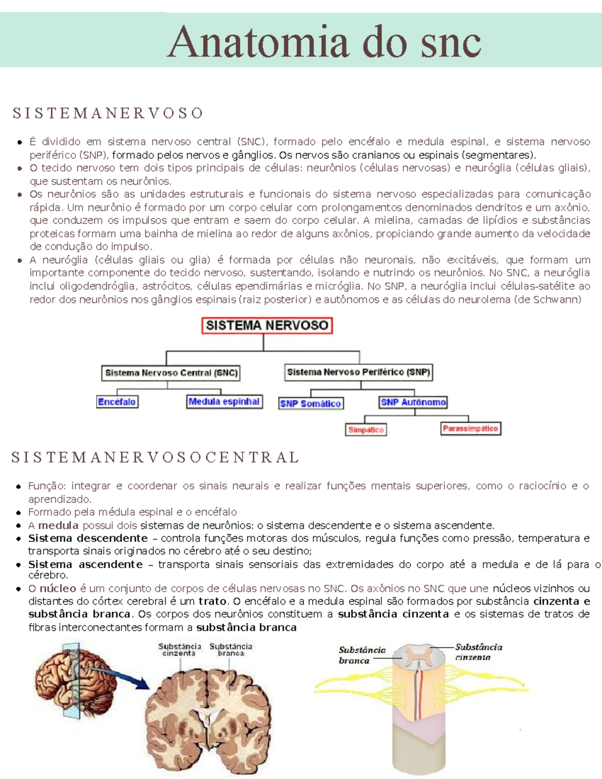 Anatomia do SNC (1) - resumo - Anatomia do snc S I S T E M A N E R V O ...